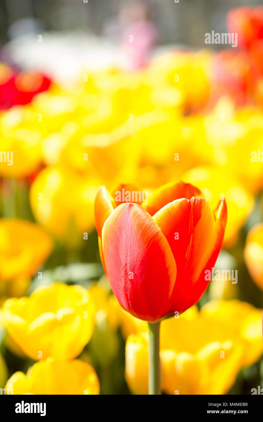 Yellow color Tulips Bloom in Spring in garden Stock Photo - Alamy
