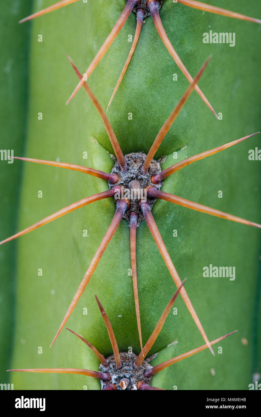 close-up view of a cactus spine, Jardin del cactus, Lanzarote, Canary ...