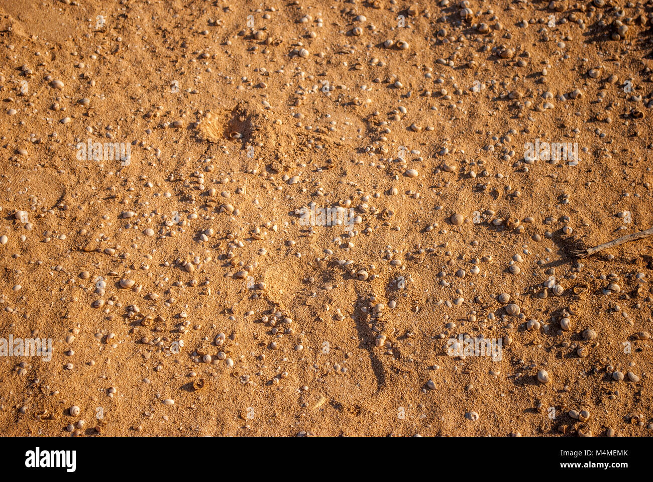 sand, sedimentary soil full of snails, Graciosa Island, Canary Islands ...