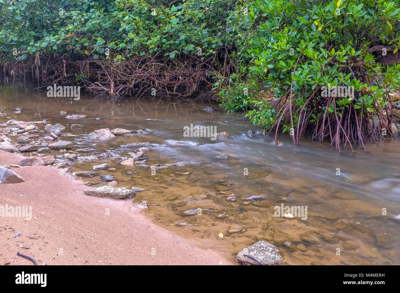 Mangrove along a tidal creek in Darwin, Northern Territory, Australia ...