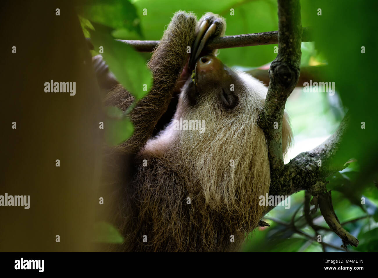 sloth in the jungle in Costa Rica Stock Photo - Alamy