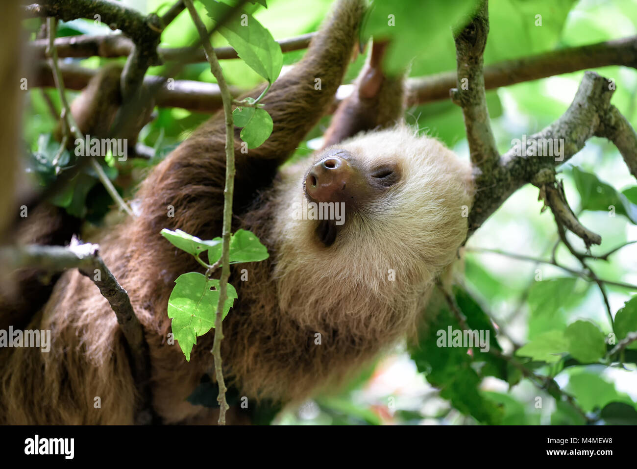 sloth in the jungle in Costa Rica Stock Photo - Alamy
