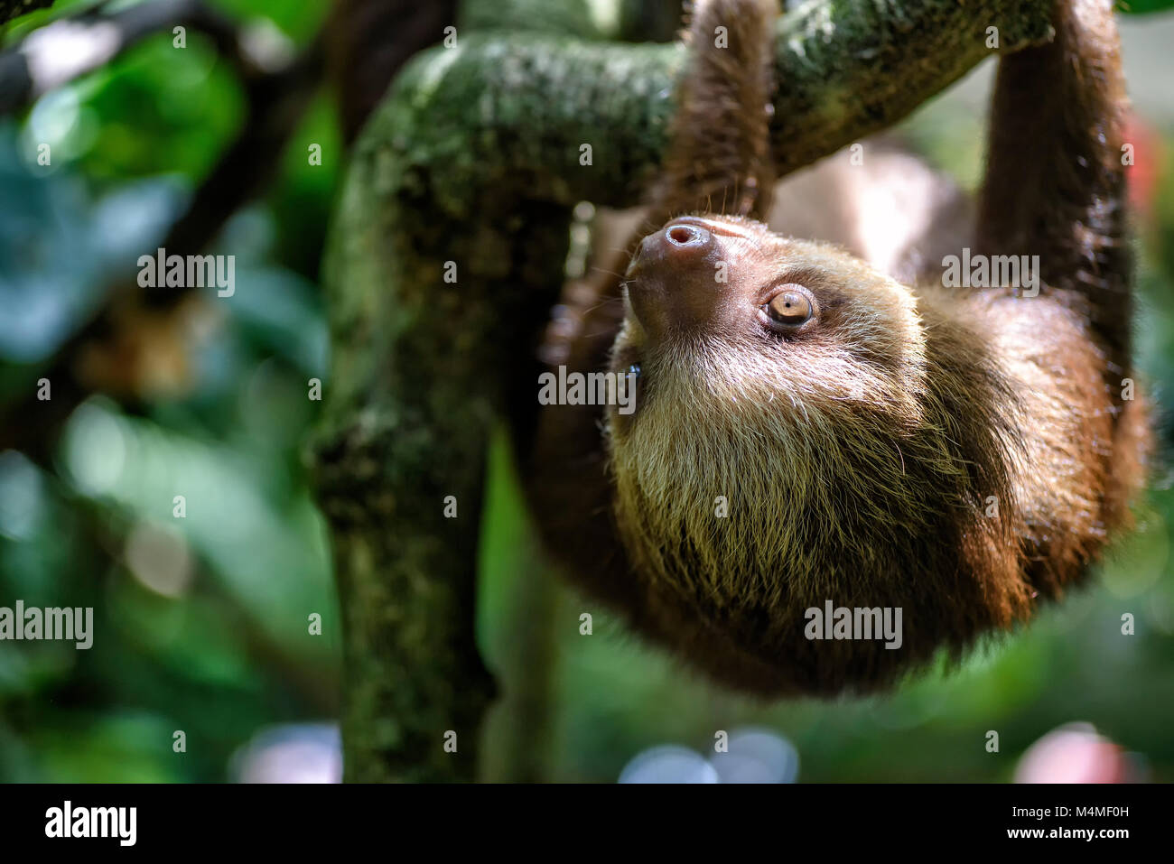 sloth in the jungle in Costa Rica Stock Photo - Alamy