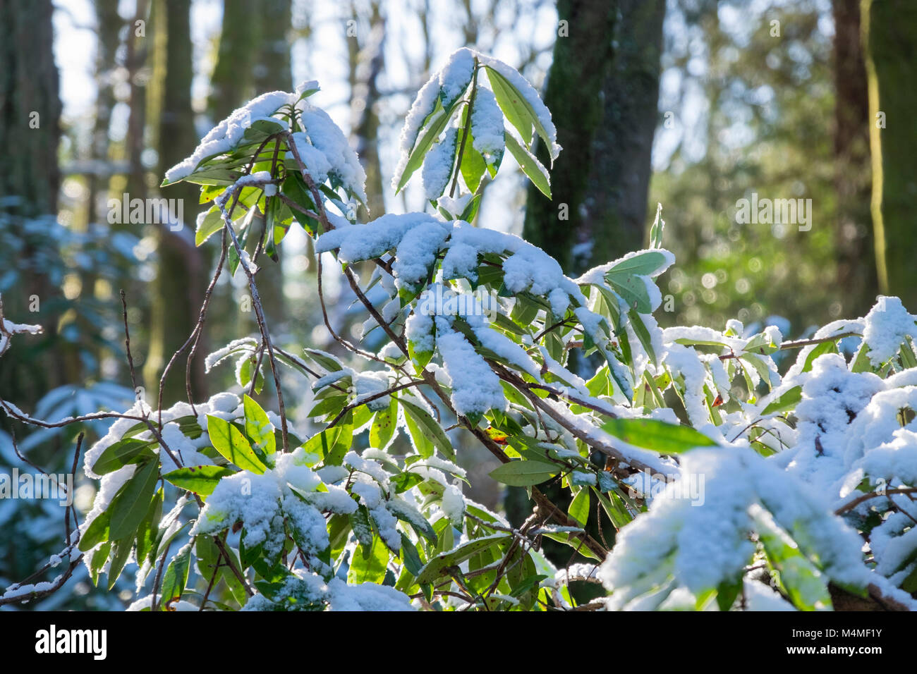 Snowing on leaves hi-res stock photography and images - Alamy