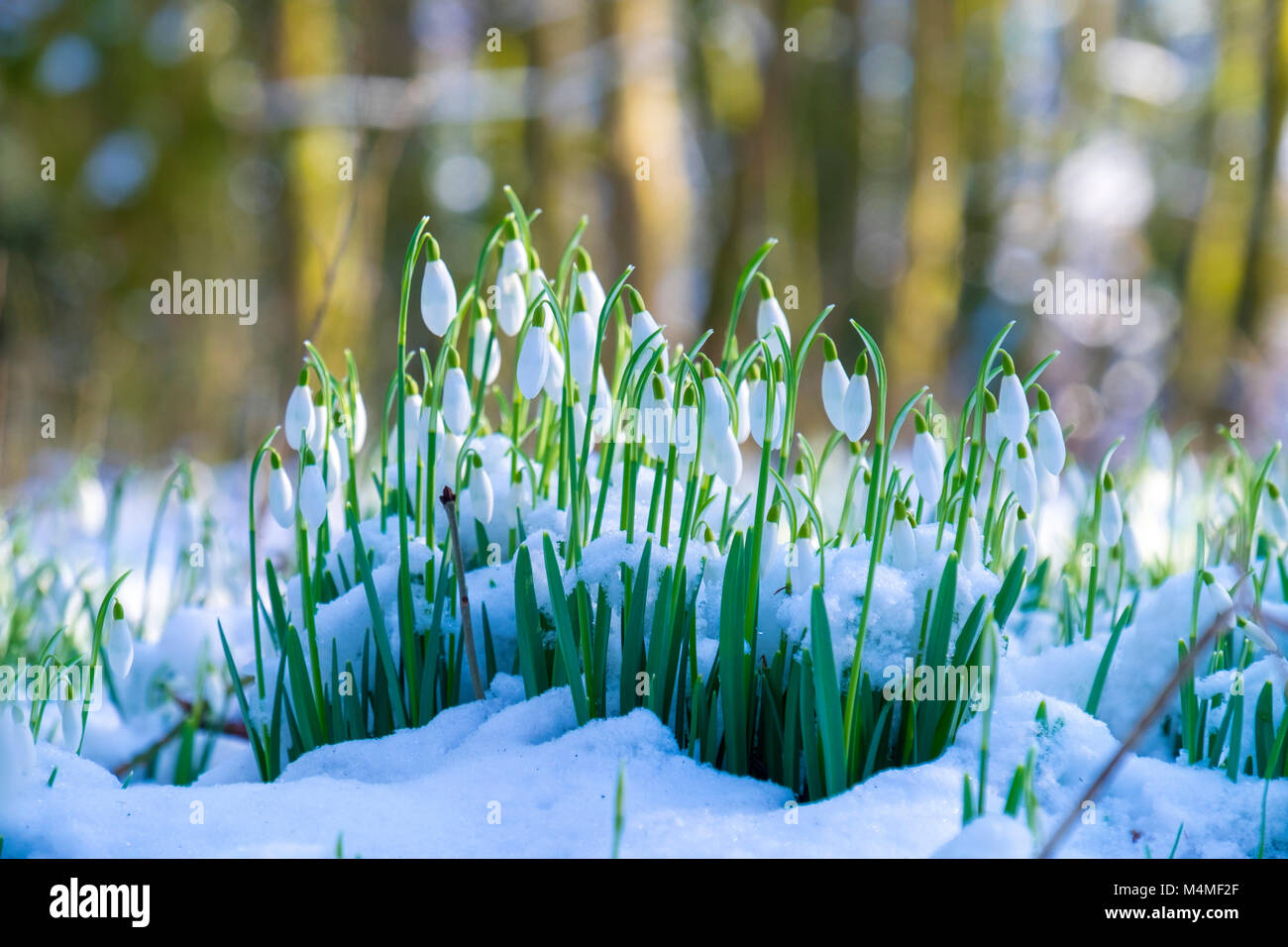 Species snowdrops hi-res stock photography and images - Alamy