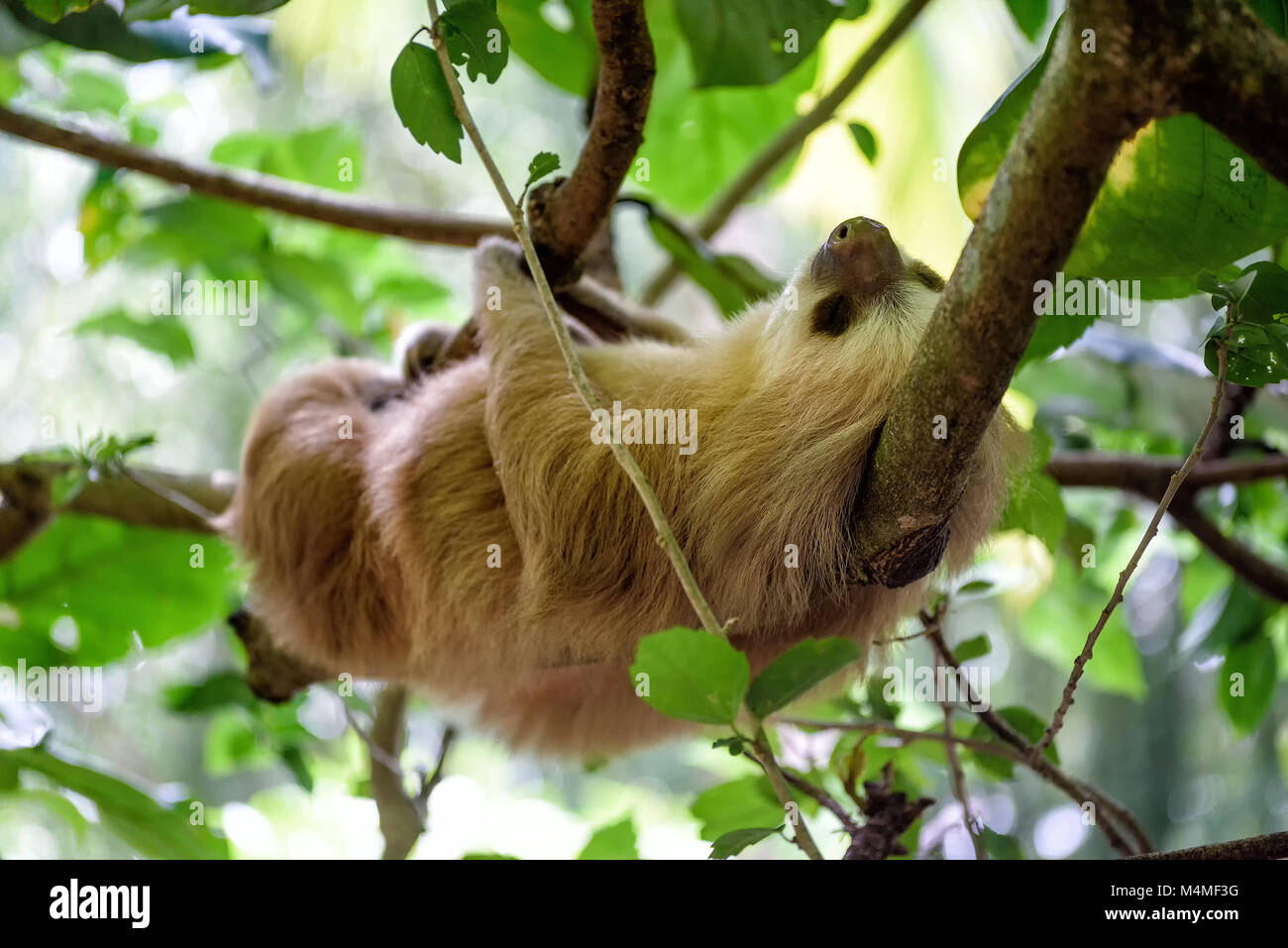 sloth in the jungle in Costa Rica Stock Photo - Alamy