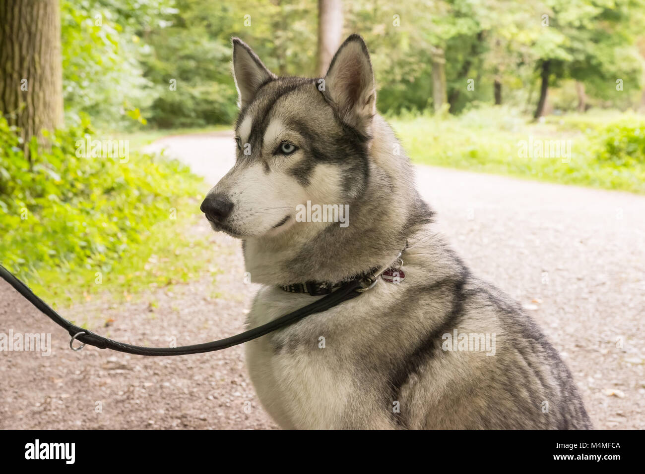Dog breed husky looking in hi-res stock photography and images - Alamy