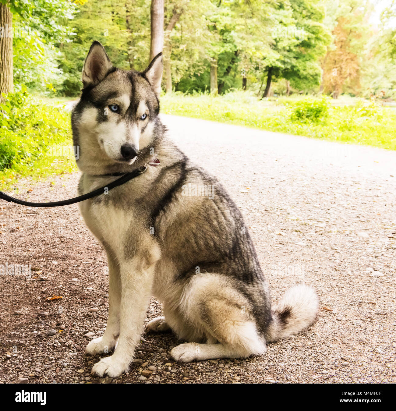 Husky with muzzle hi-res stock photography and images - Alamy