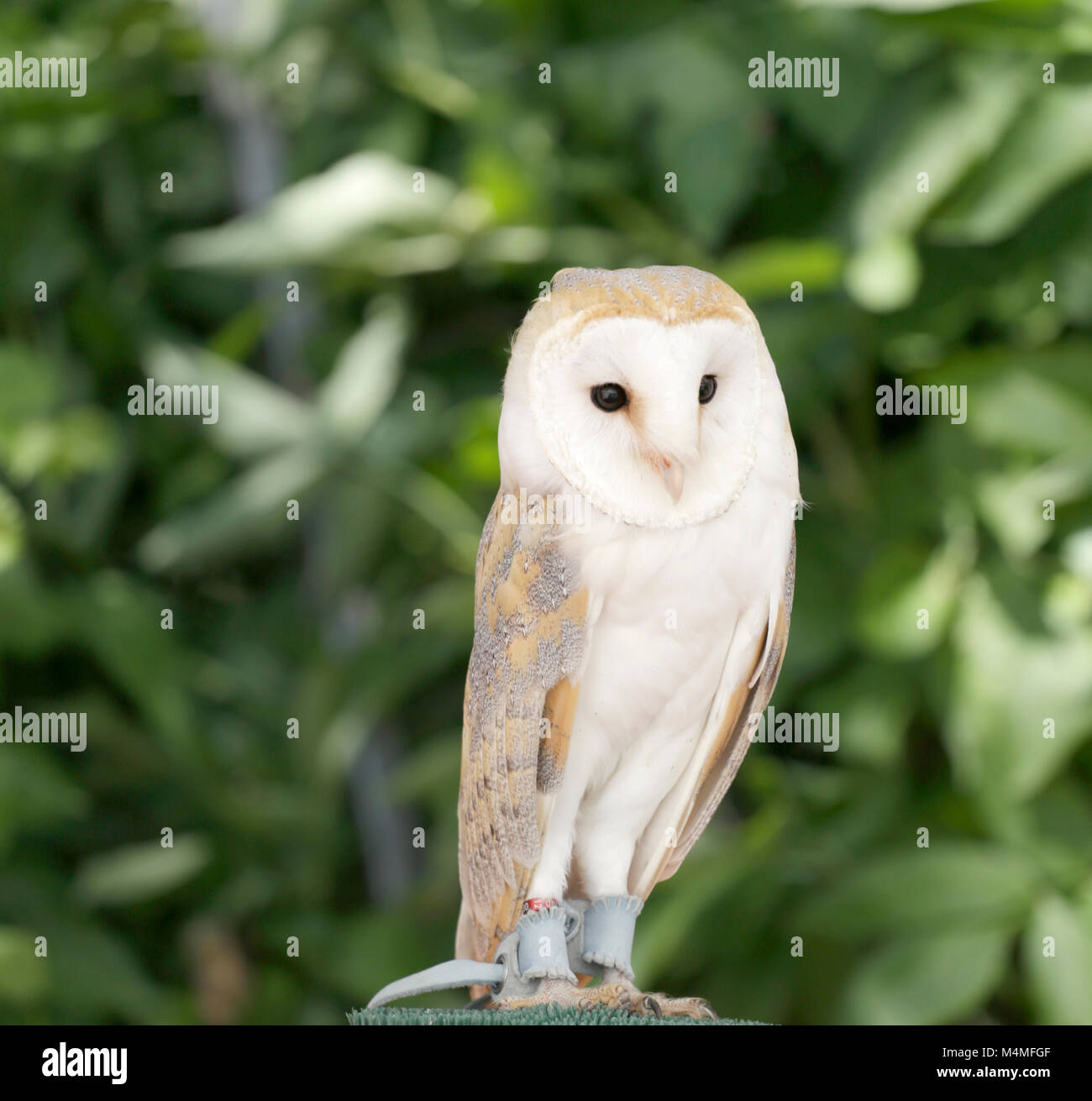 Barn owl stands on a table Stock Photo - Alamy