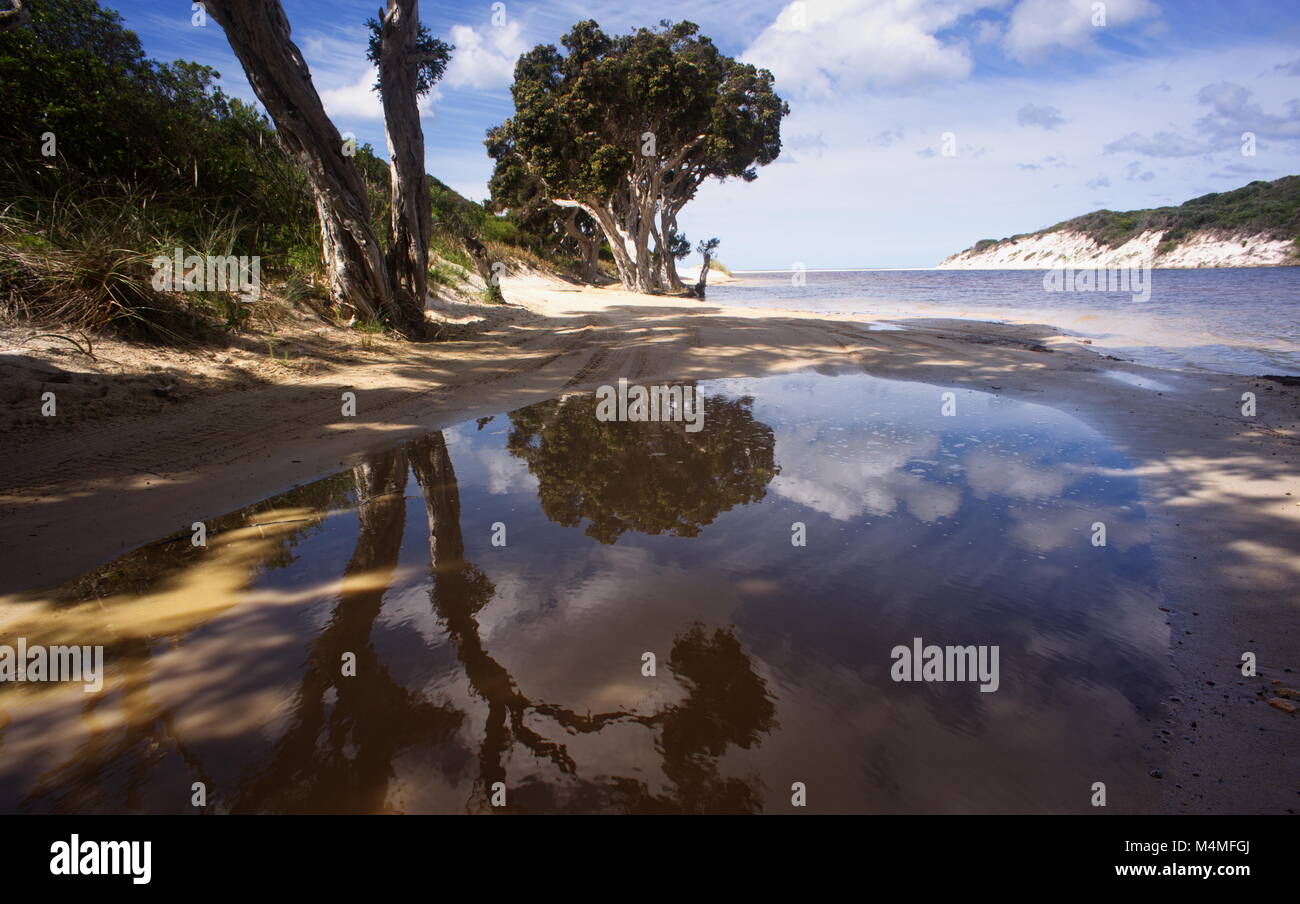 Western australia river paperbark hi-res stock photography and images ...