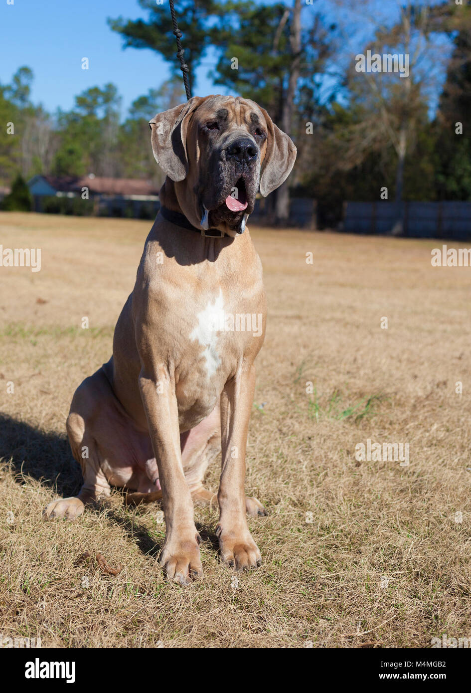 Brown purebred Great Dane male sitting in a field Stock Photo - Alamy