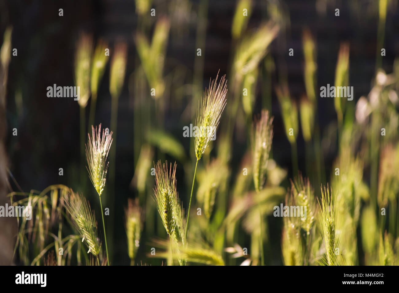 GROUP OF GREEN EARS Stock Photo - Alamy