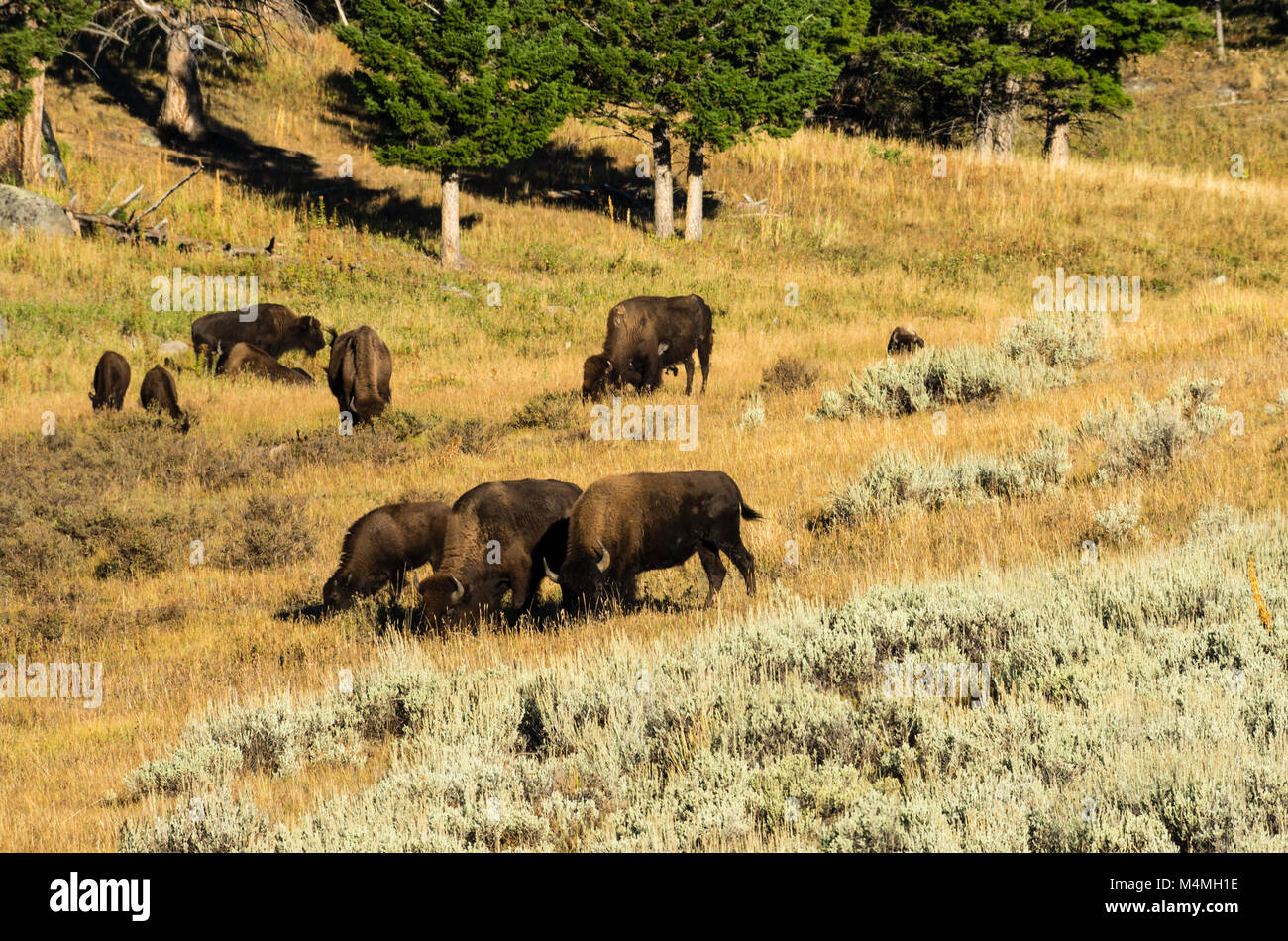 Herd of Bison grazing near Floating Island Lake. Yellowstone National ...