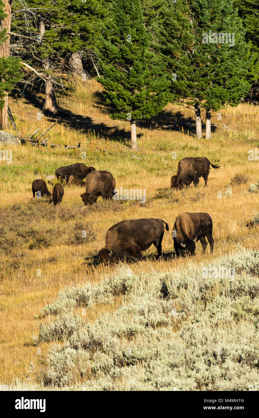 Herd of Bison grazing near Floating Island Lake. Yellowstone National ...