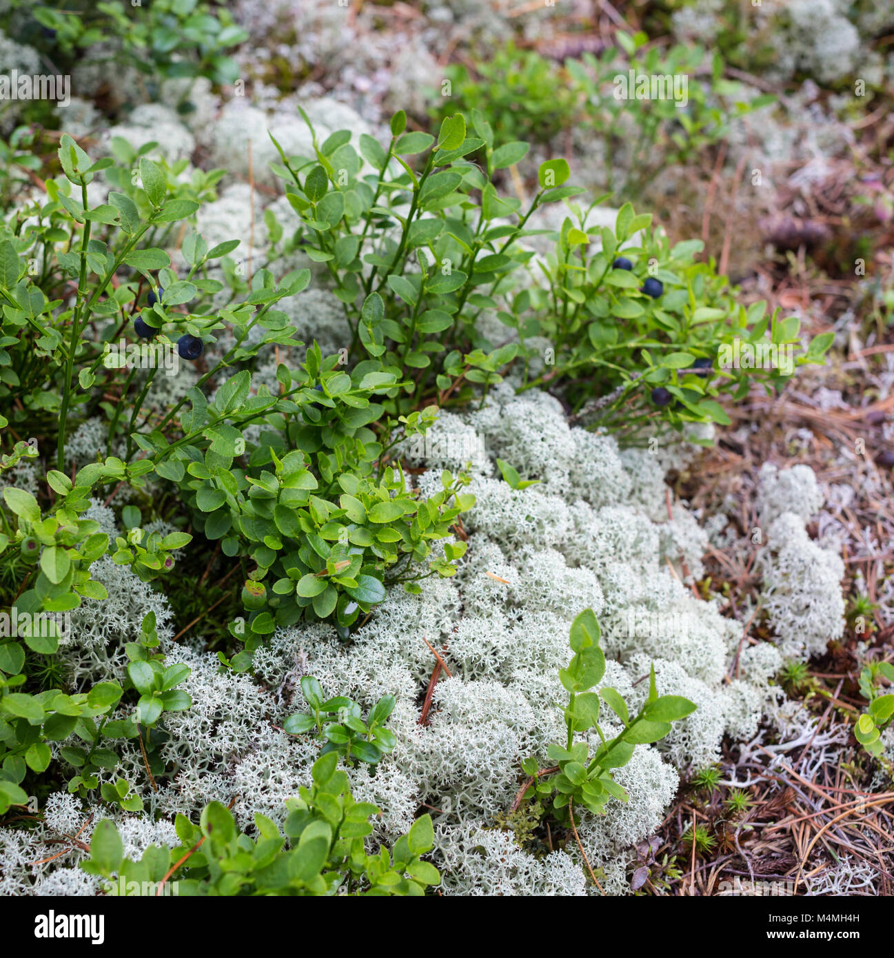 white moss close-up, in the forest, Russia Stock Photo - Alamy
