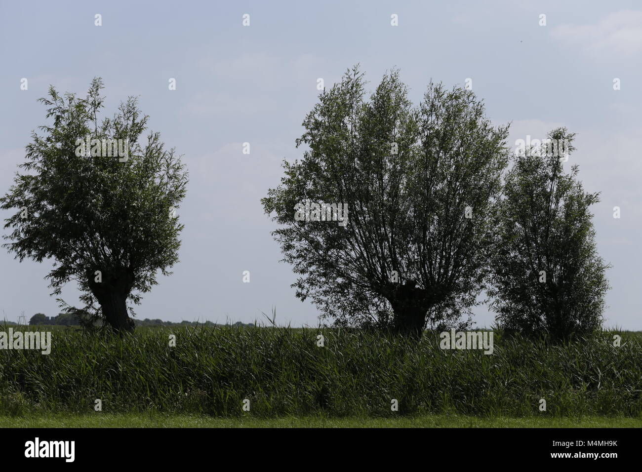pollard willow a real dutch landscape Stock Photo - Alamy