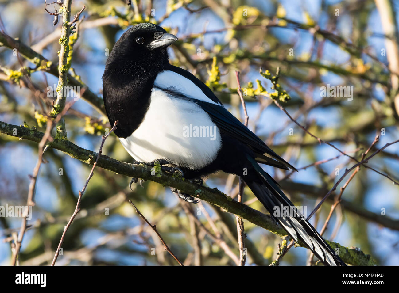 Magpie in tree hi-res stock photography and images - Alamy
