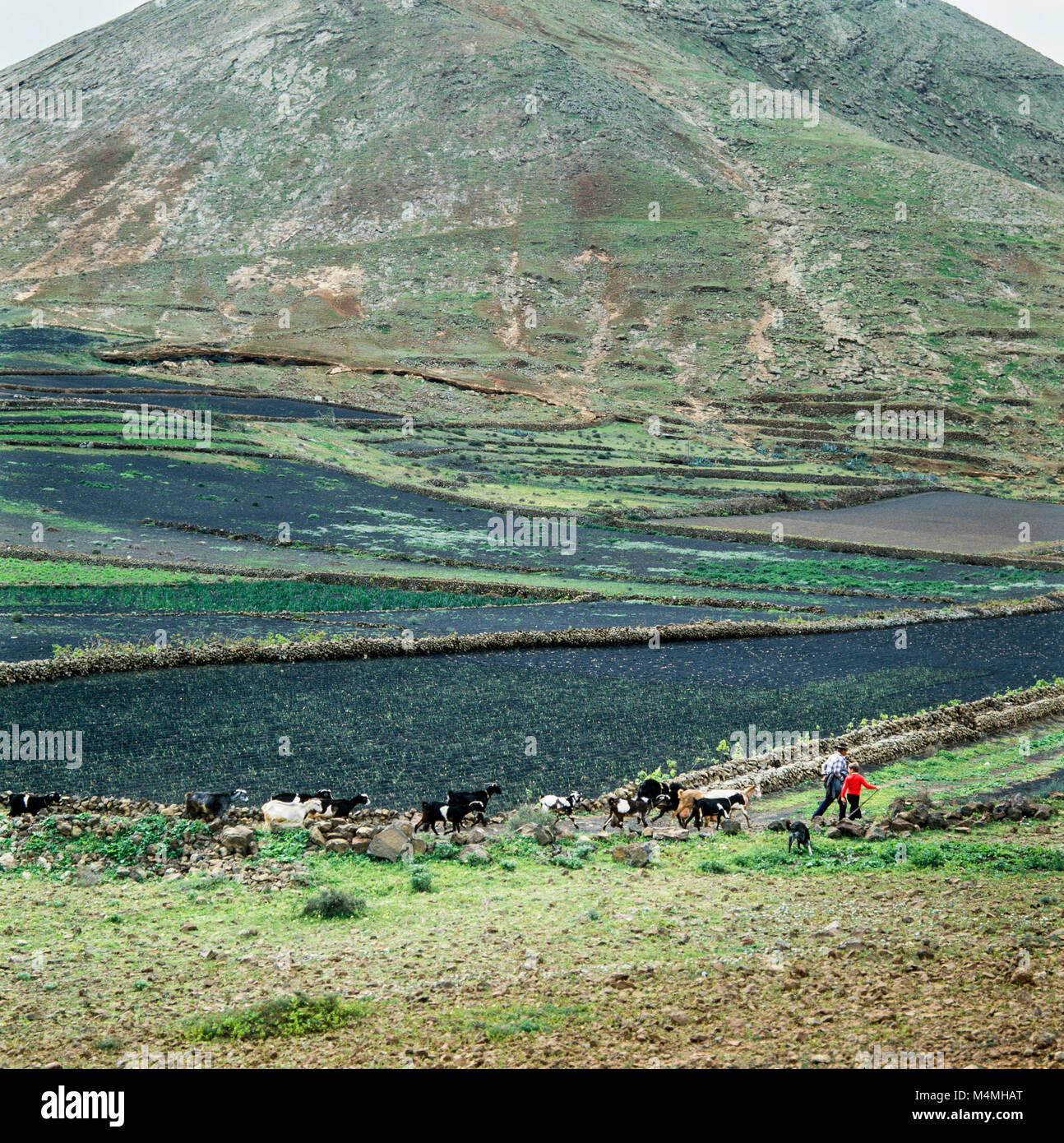 Herding agriculture hi-res stock photography and images - Alamy