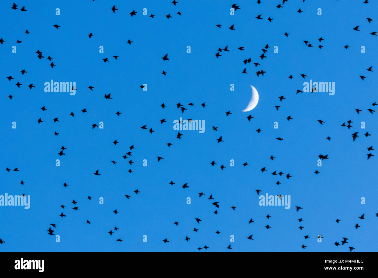 Starlings murmuration hi-res stock photography and images - Alamy