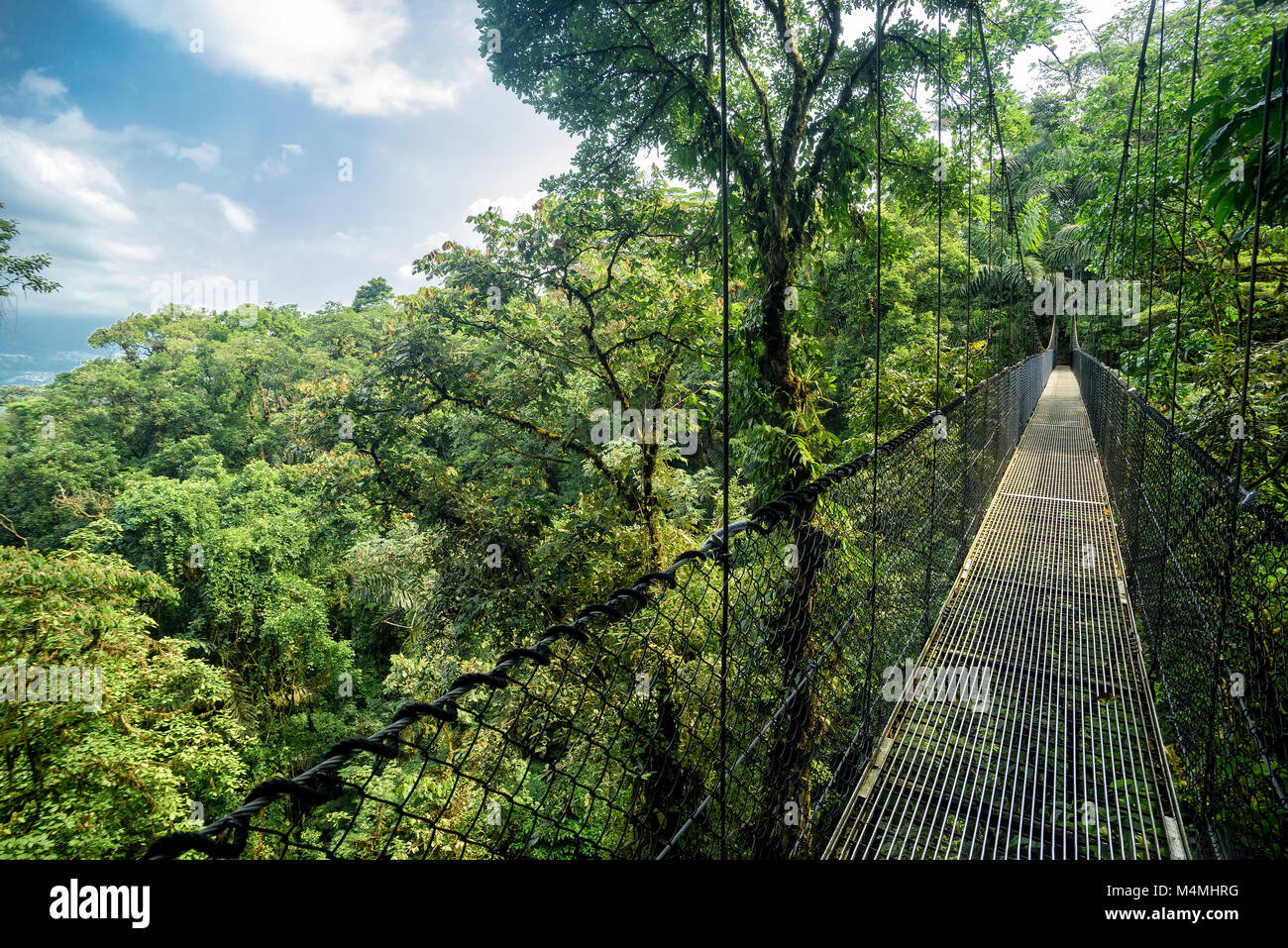 bridge in the jungle in central america Stock Photo - Alamy