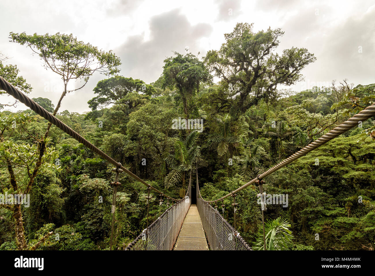 bridge in the jungle in central america Stock Photo - Alamy