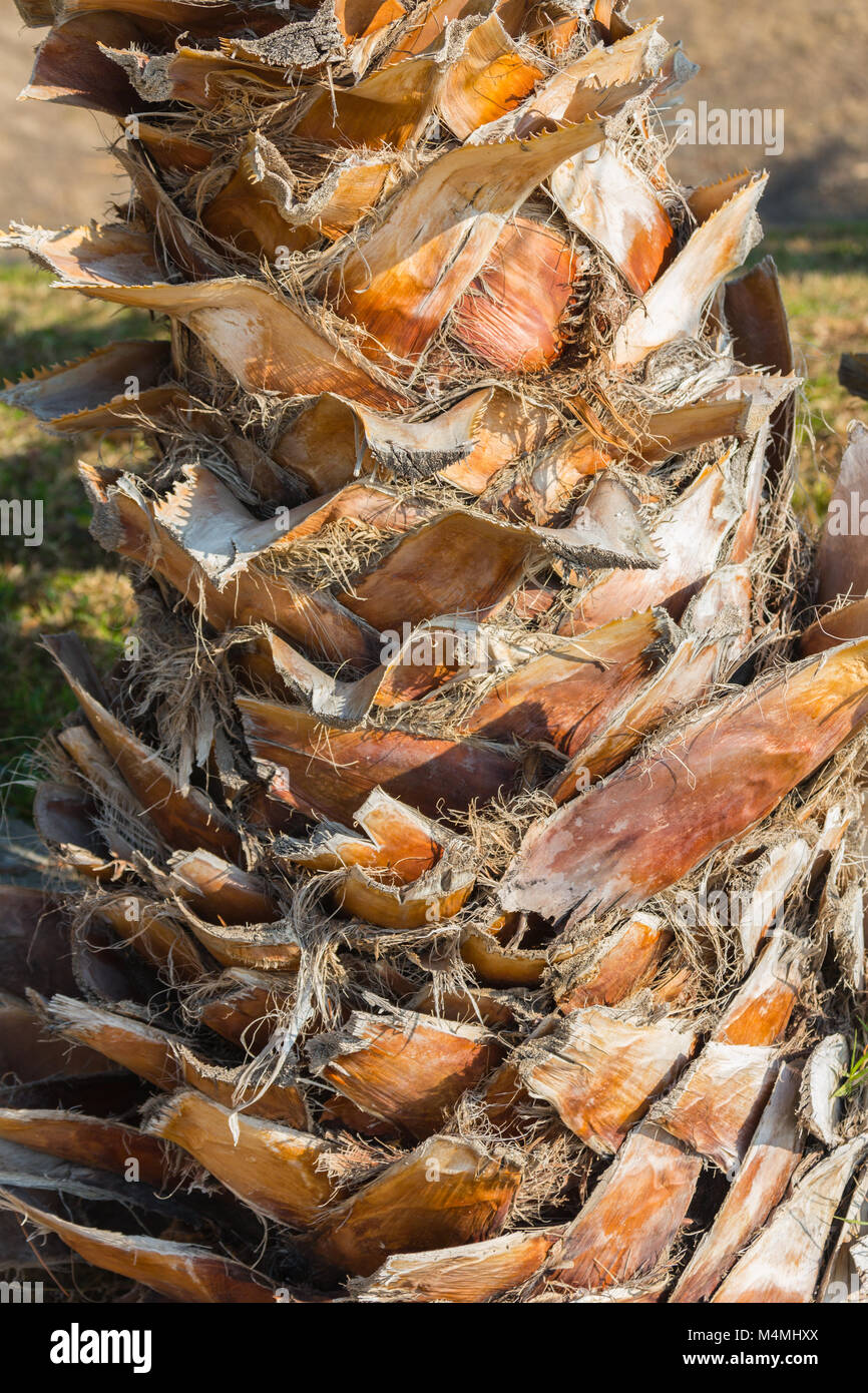 vintage palm at background in Pamukkale Turkey Stock Photo - Alamy