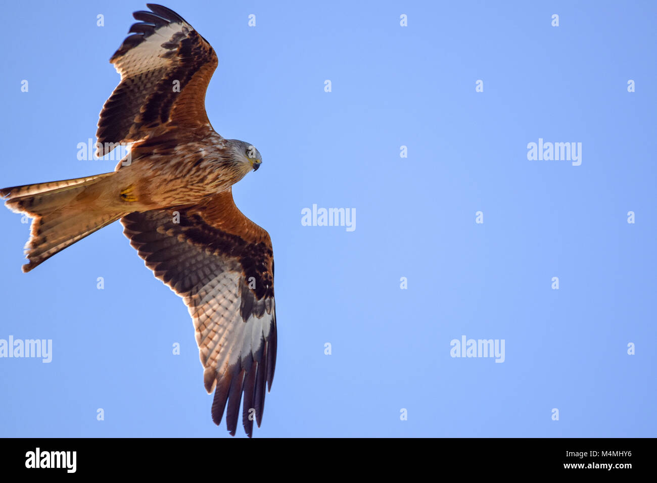 Wings of the red kite hi-res stock photography and images - Alamy
