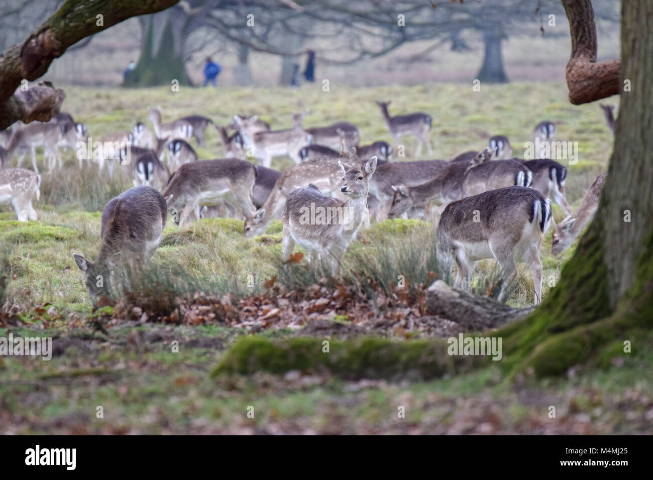 Fallow Deer Foal Stock Photo - Alamy