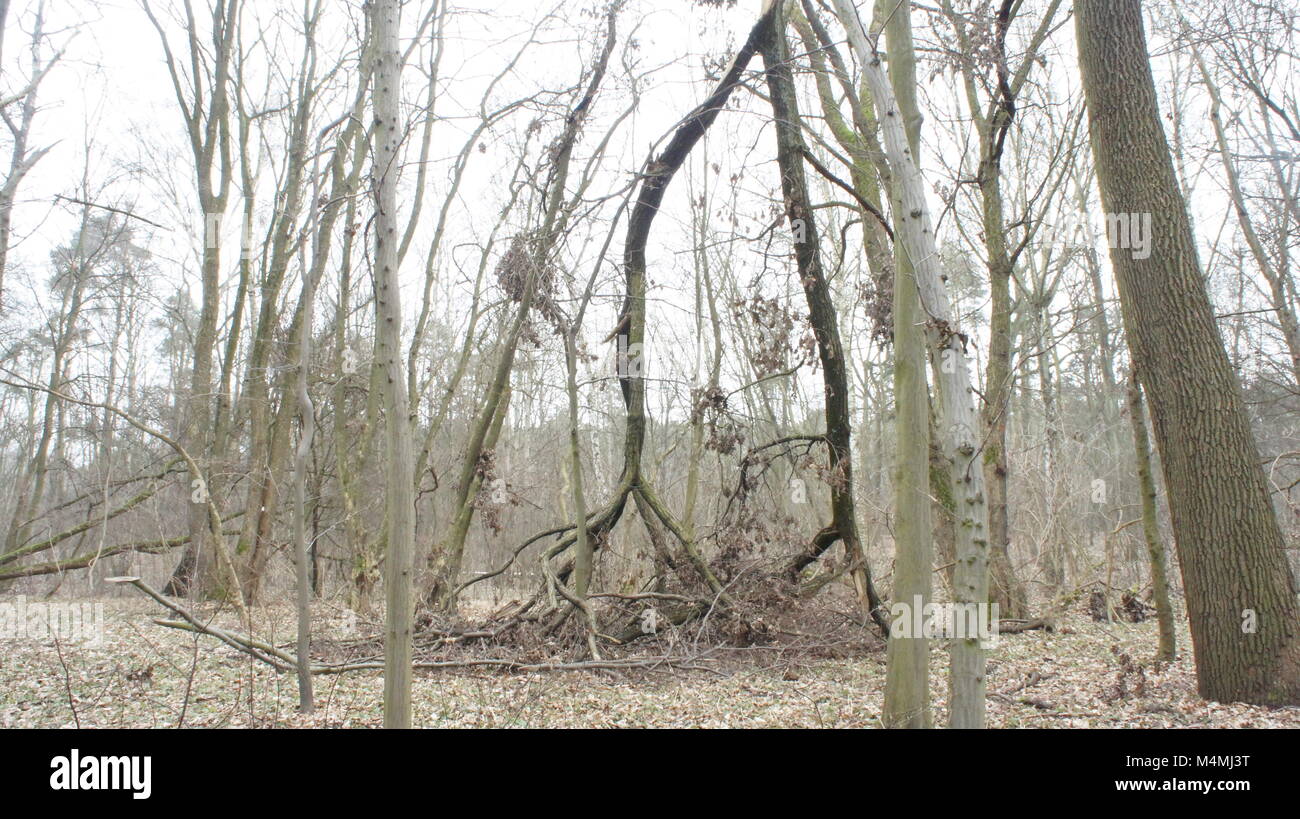 Trees fell down in forest Stock Photo - Alamy