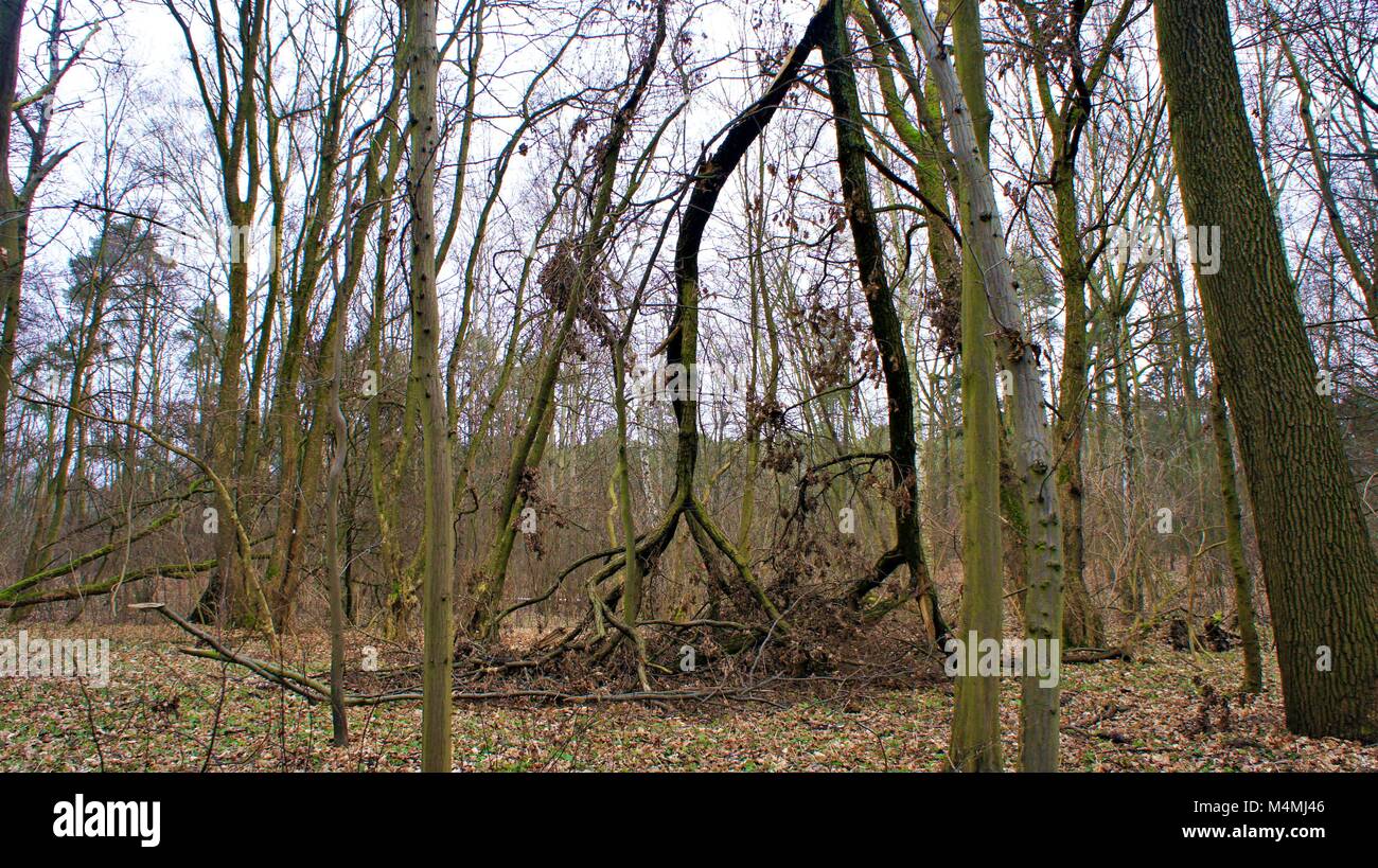Trees fell down in forest Stock Photo - Alamy