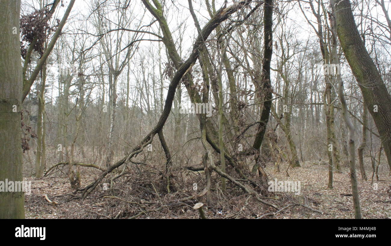 Trees fell down in forest Stock Photo - Alamy
