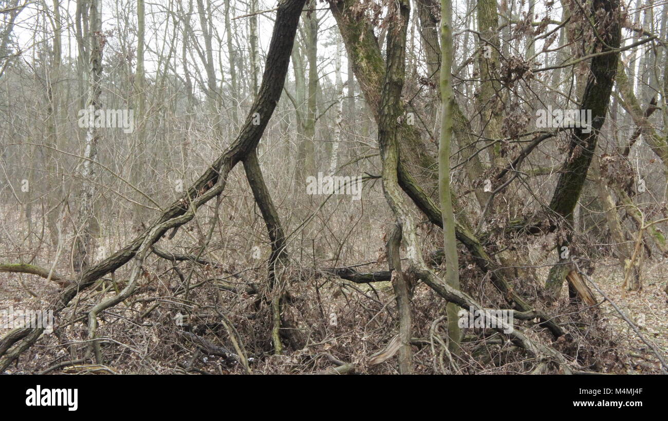 Trees fell down in forest Stock Photo - Alamy