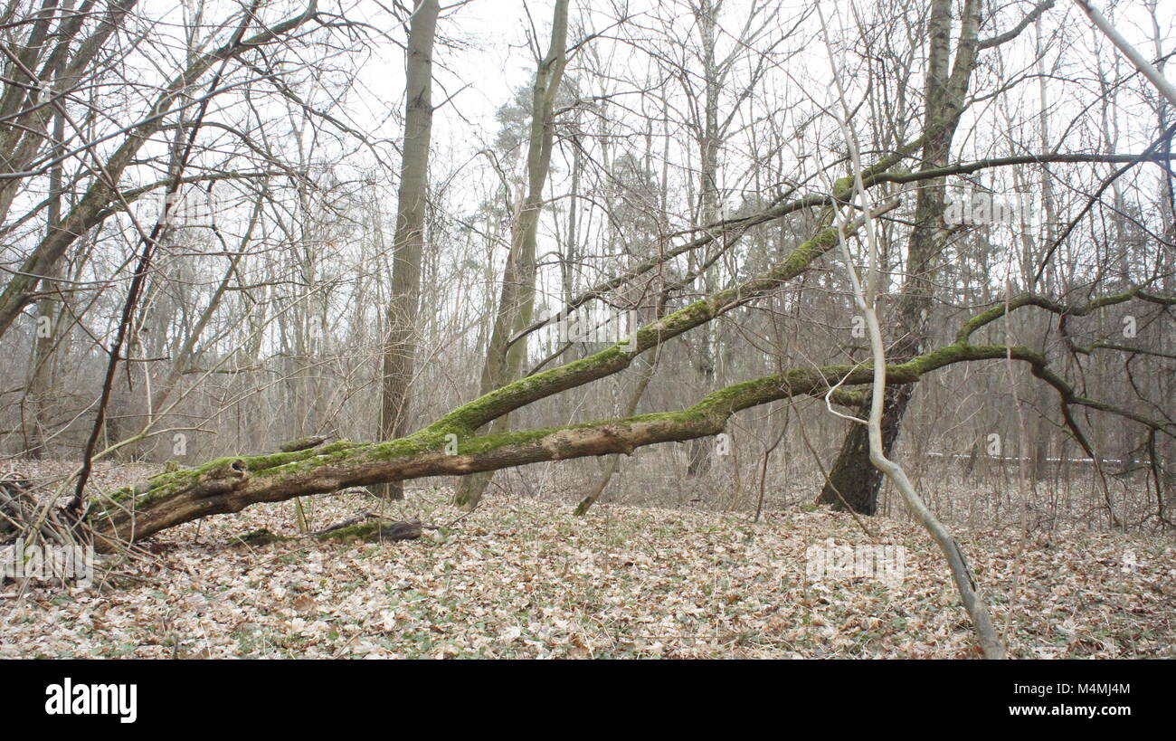 Trees fell down in forest Stock Photo - Alamy