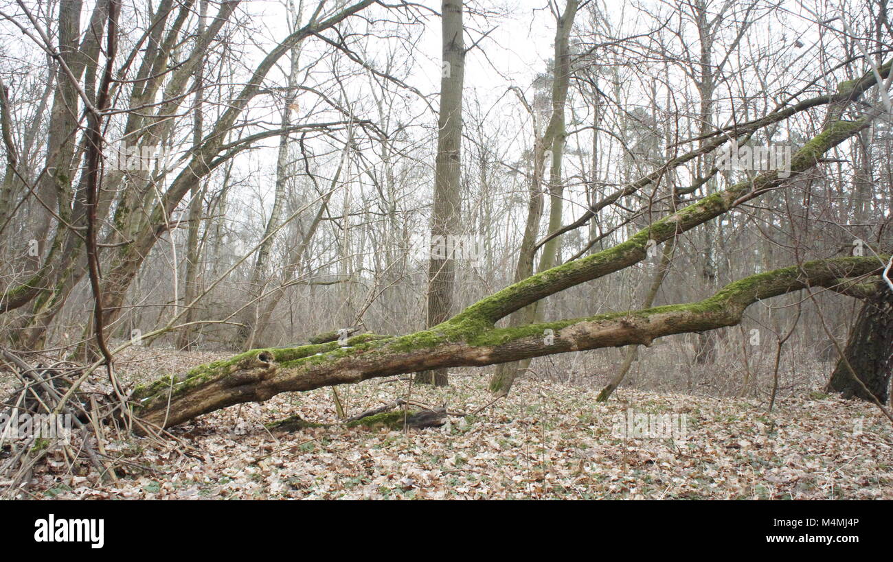 Trees fell down in forest Stock Photo - Alamy