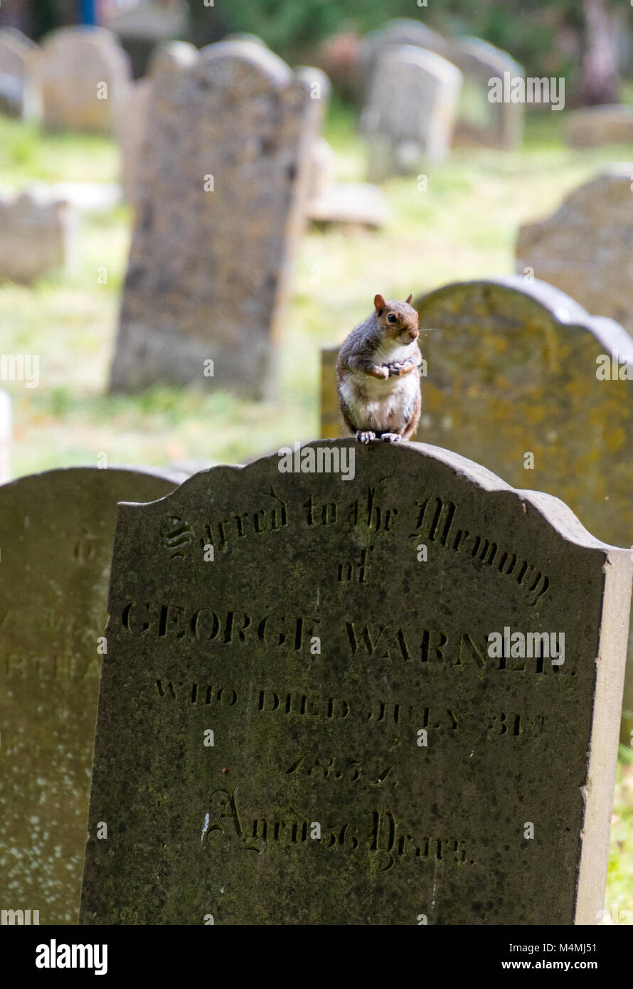 Squirrel on tombstone, graveyard of St Edmundsbury Cathedral, Bury St ...