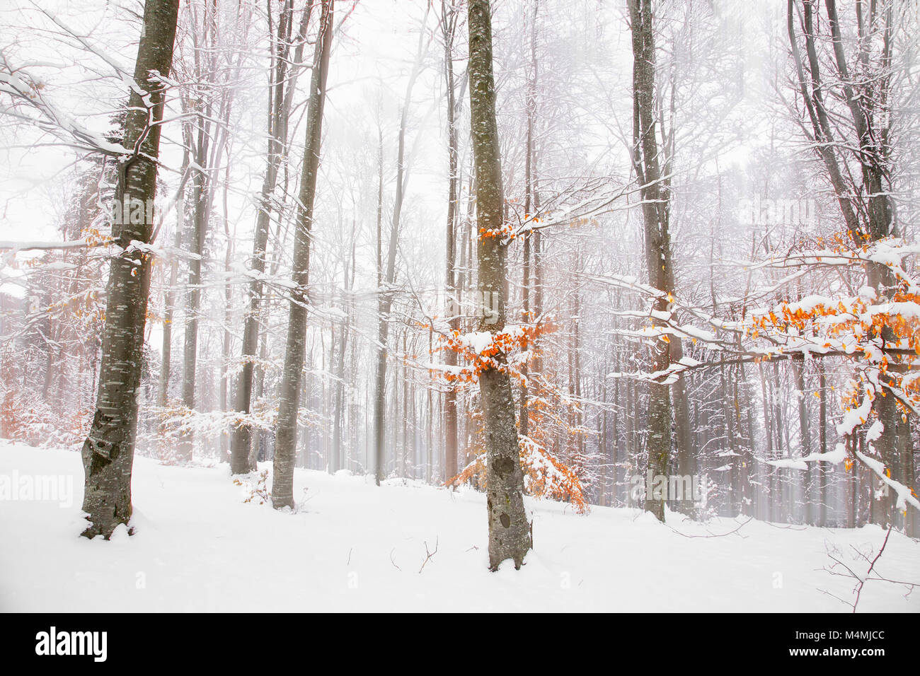 Winter foggy forest. Beech trees covered with snow and dried leaves ...