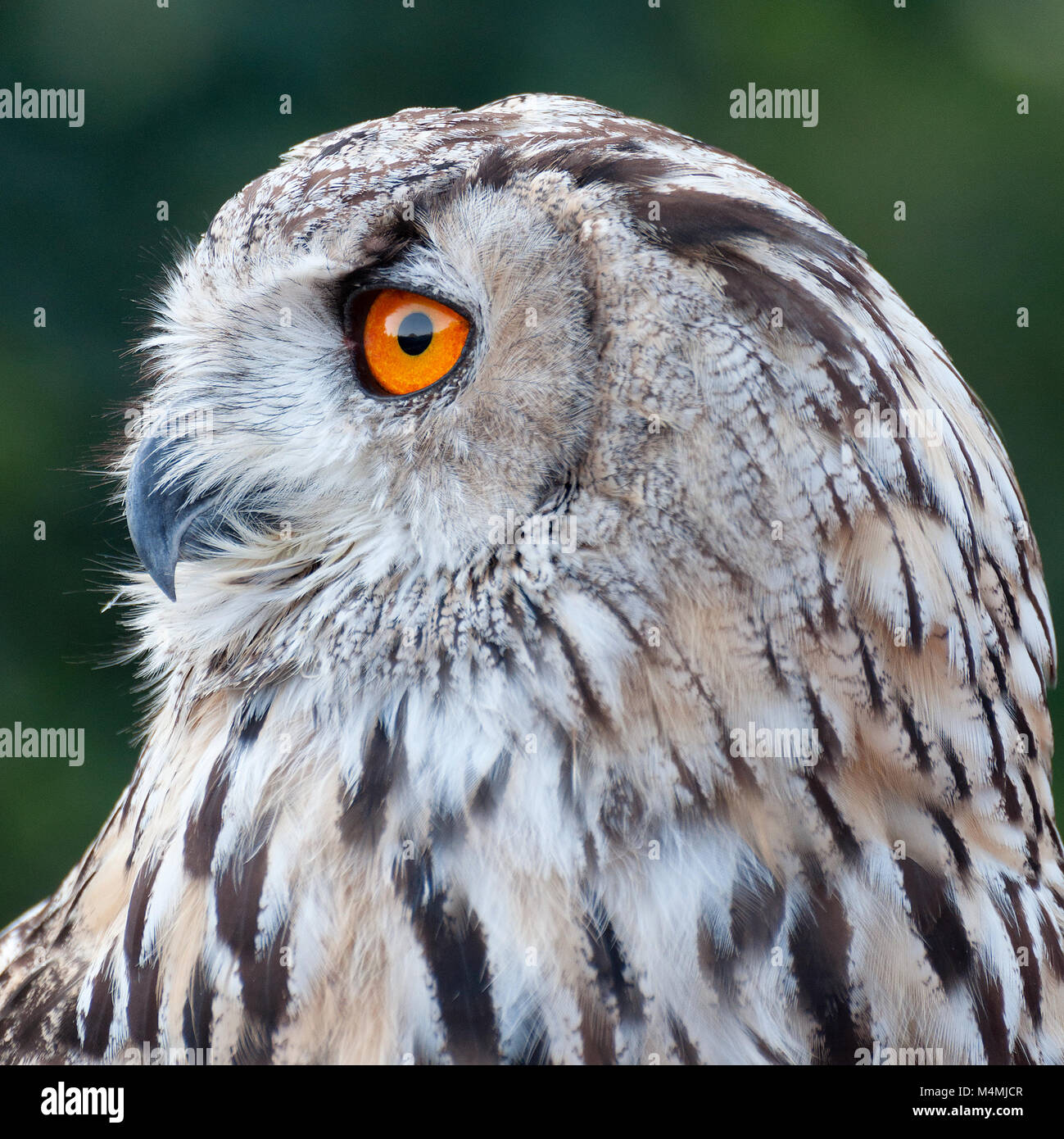 Real owl hi-res stock photography and images - Alamy
