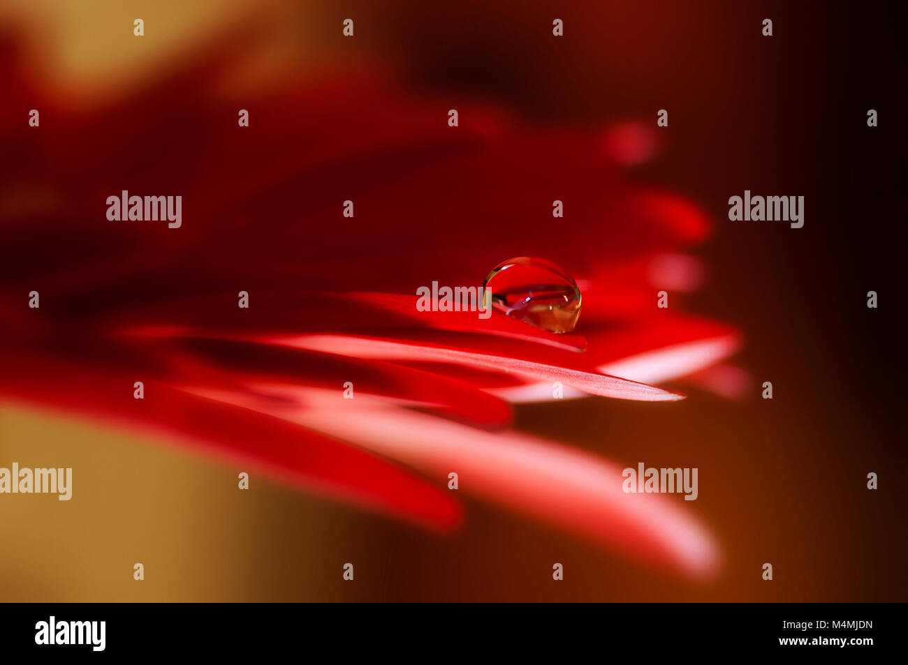 iTALY - red Gerbera flower with water drop on black background Stock ...