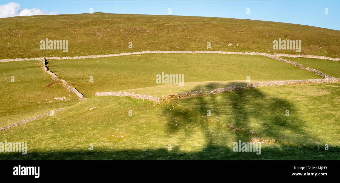 Shadow of ash trees cast in winter light on dry stone walled fields at ...