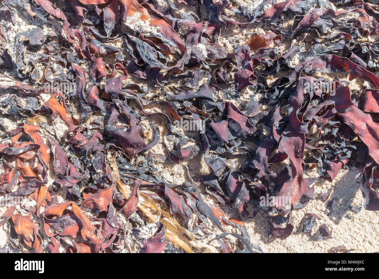 Drying seaweed on beach hi-res stock photography and images - Alamy