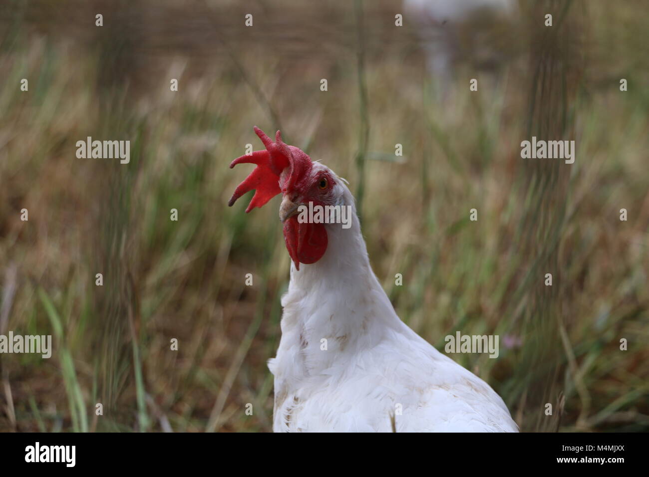 Angry chicken hi-res stock photography and images - Alamy