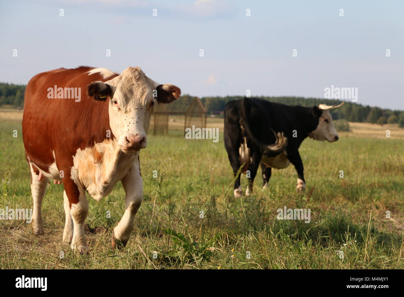 Two cows walking in a pasture Stock Photo - Alamy