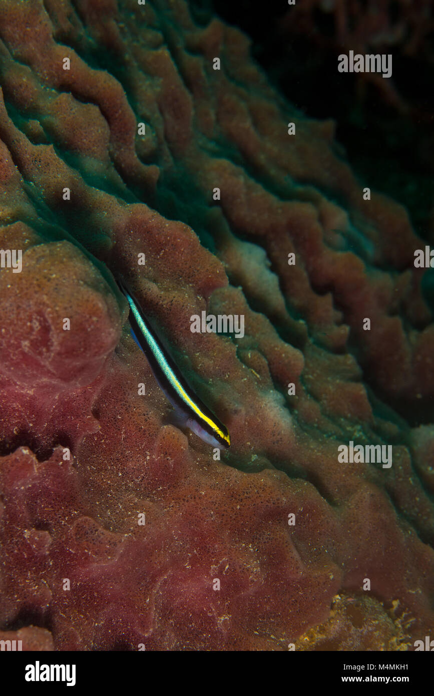 A peppermint gobey resting on a barrel sponge Stock Photo - Alamy