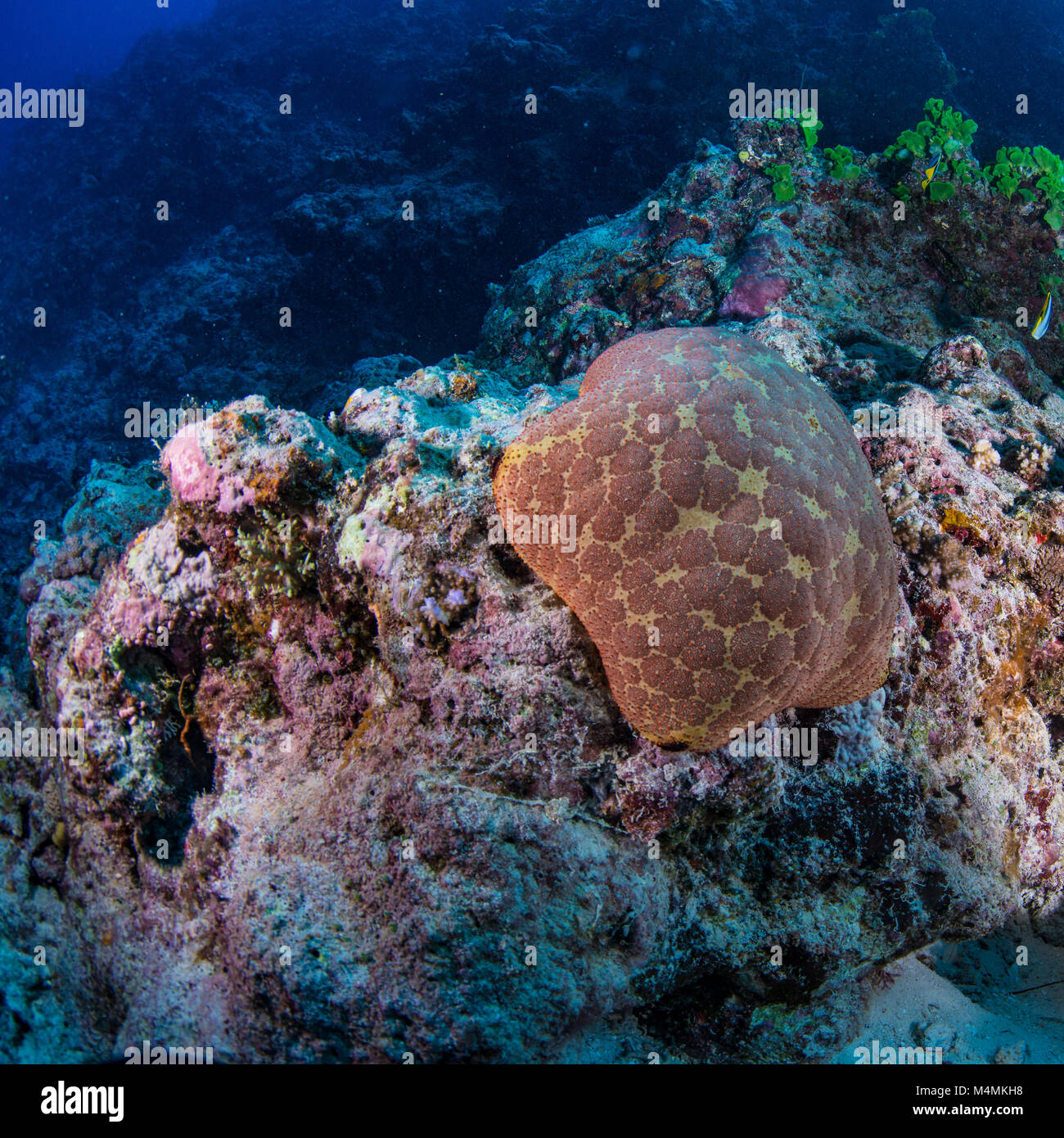 Pincushion star fish hi-res stock photography and images - Alamy