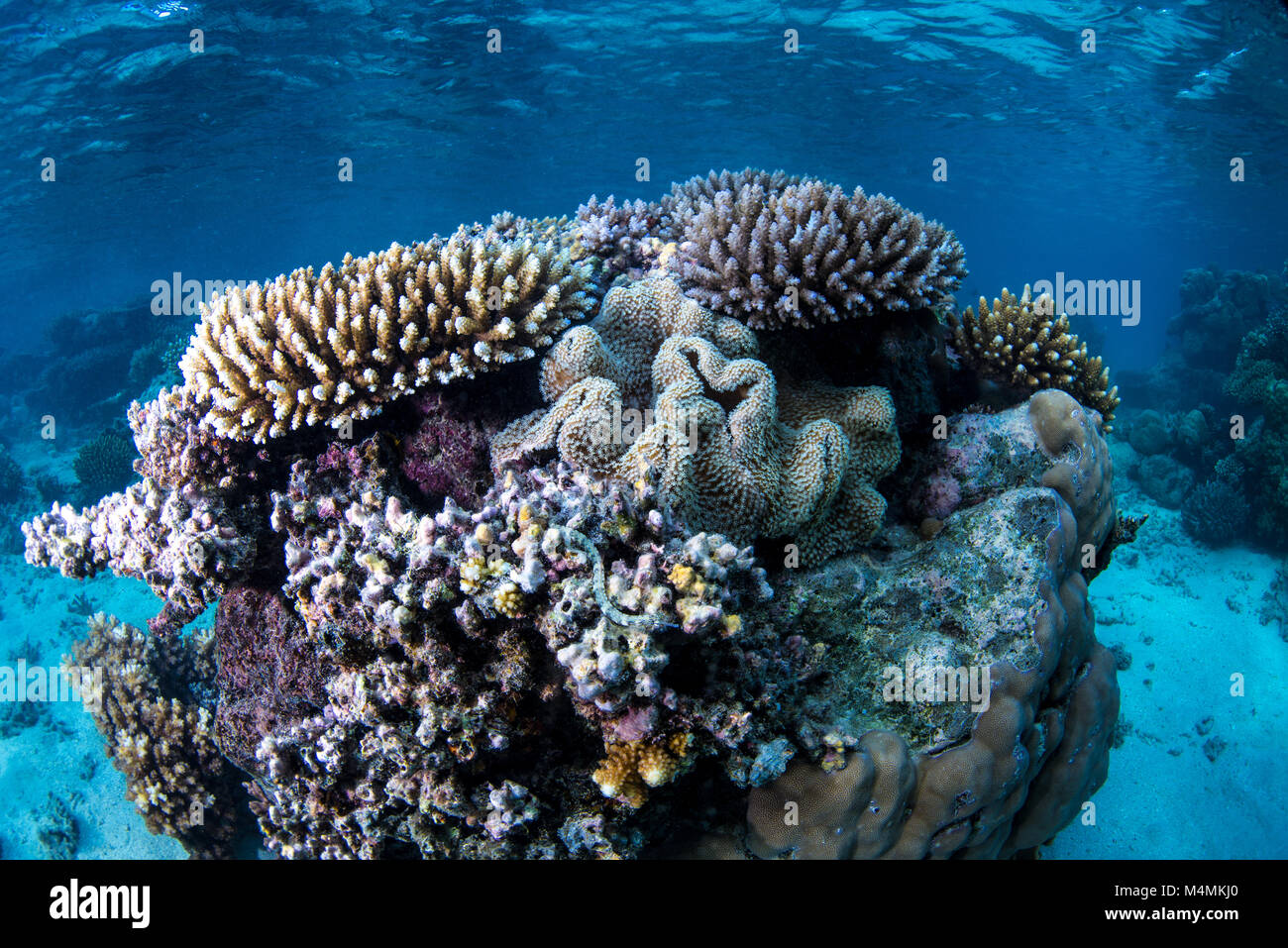 Coral reef underwater structure hi-res stock photography and images - Alamy