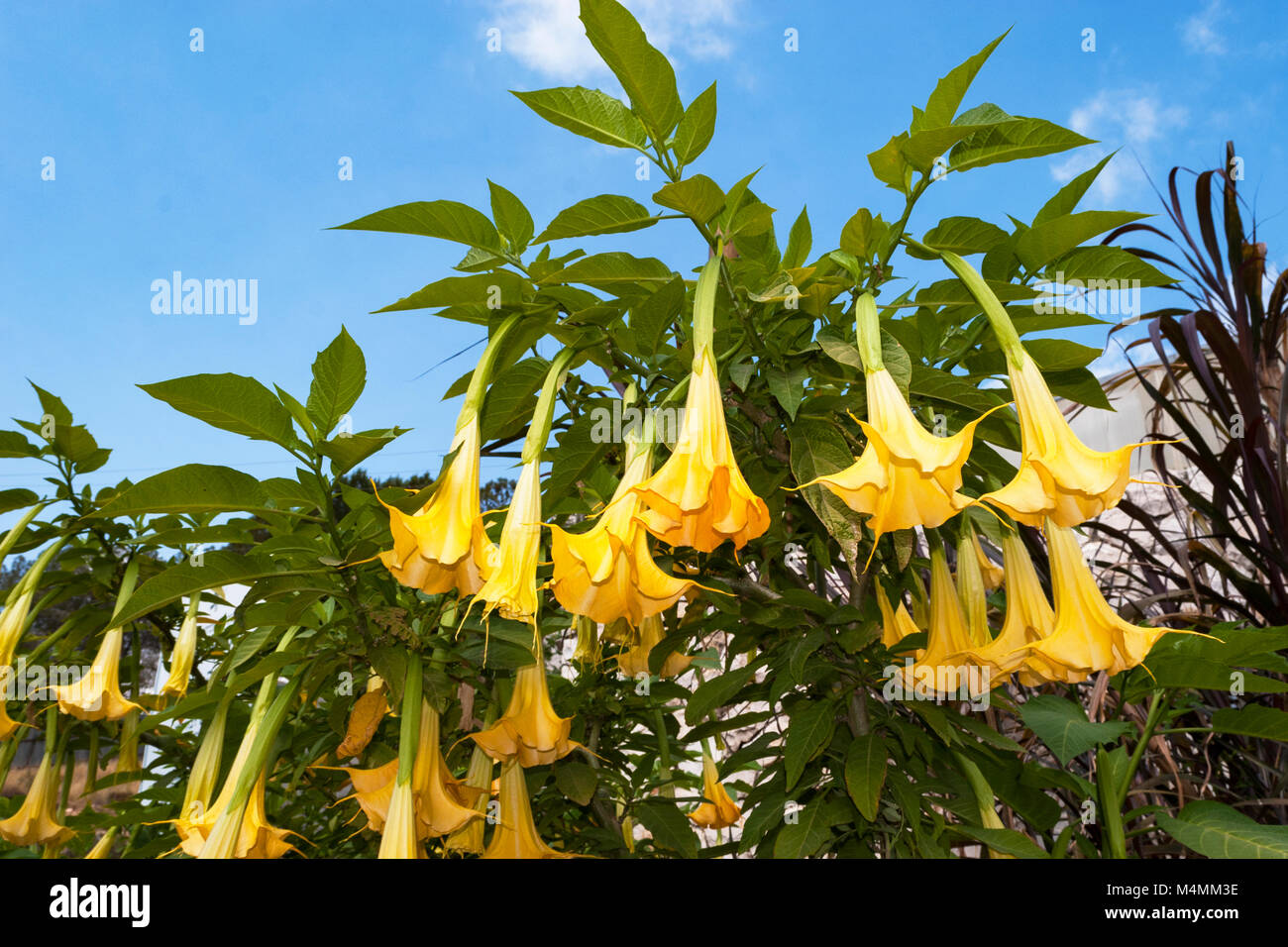 Angels trumpet brugmansia garden hi-res stock photography and images ...