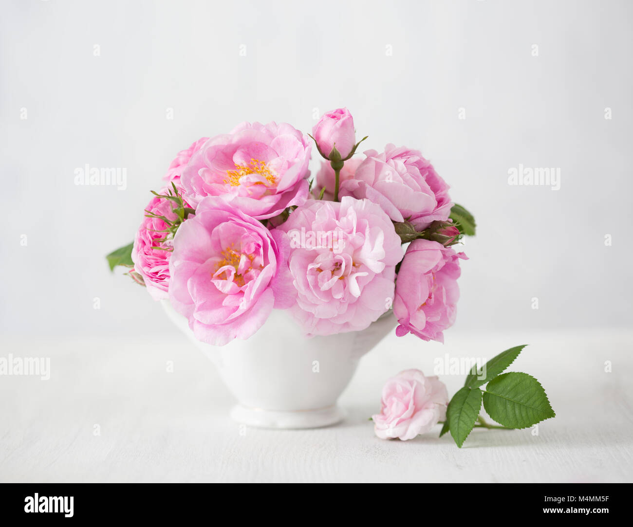 Pink flowers (rose) on light grey background Stock Photo - Alamy