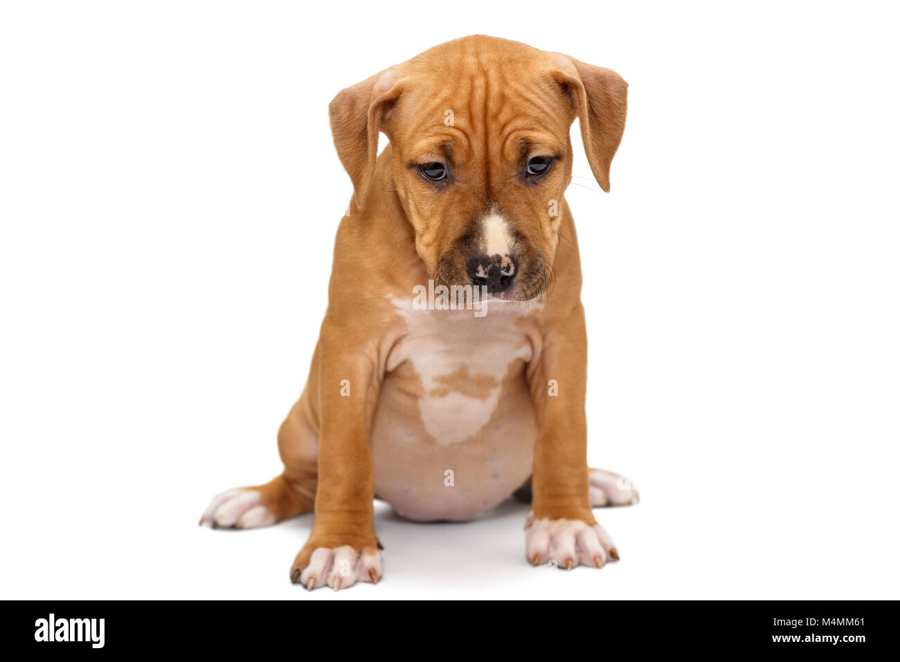 Small Staffordshire Terrier puppy isolated on white background Stock ...