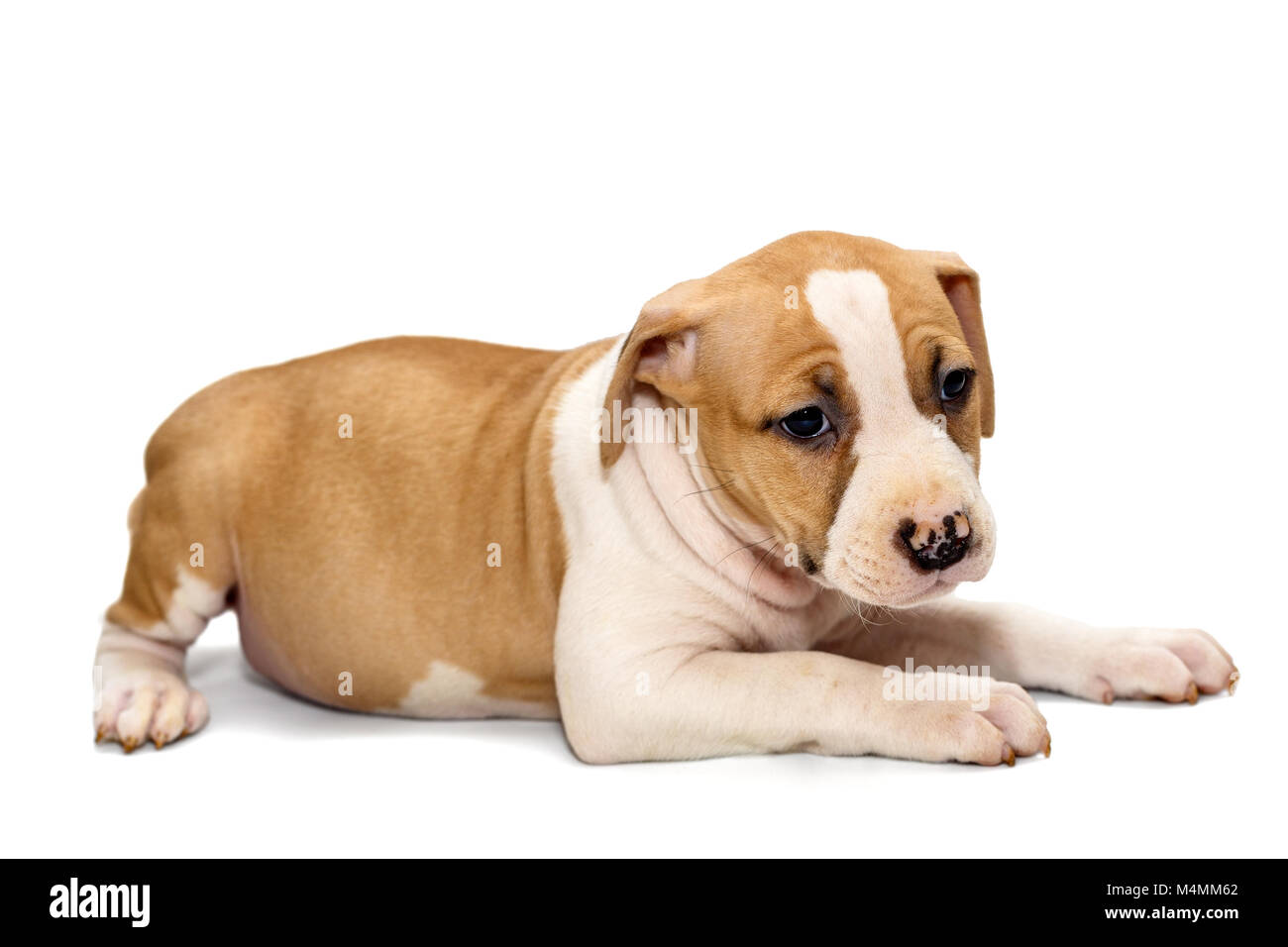 Red staffordshire bull terrier hi-res stock photography and images - Alamy