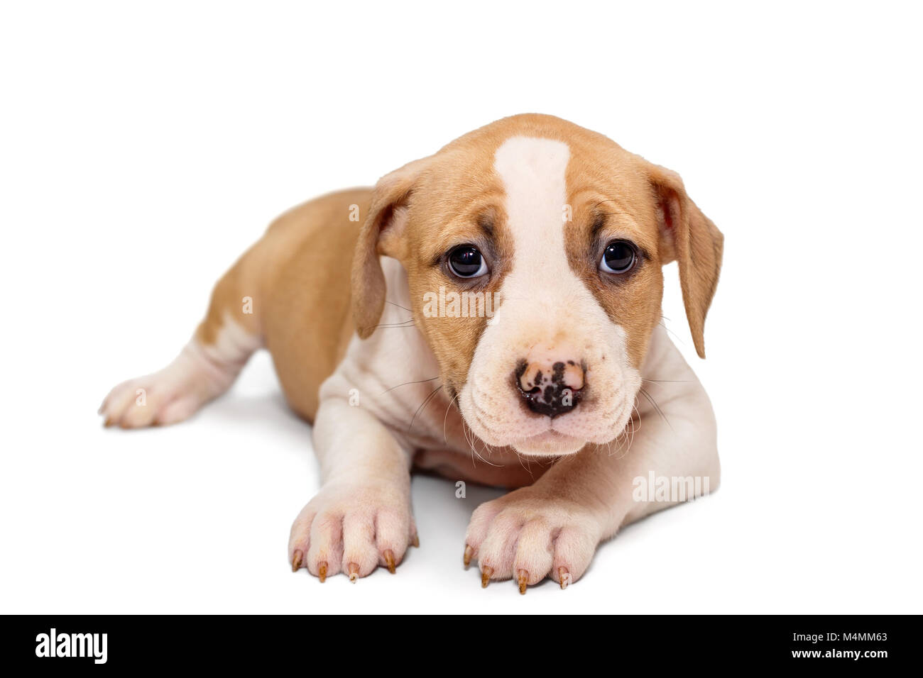 Small Staffordshire Terrier puppy isolated on white background Stock ...